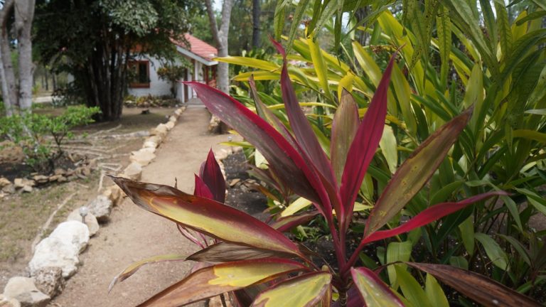 Pine Ridge Lodge – In the forest next to the jungle